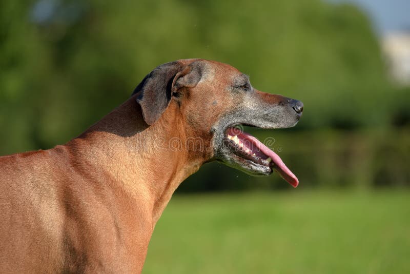 Ridgeback Rhodesian Del Perro Para Un Paseo Imagen de archivo - Imagen ...