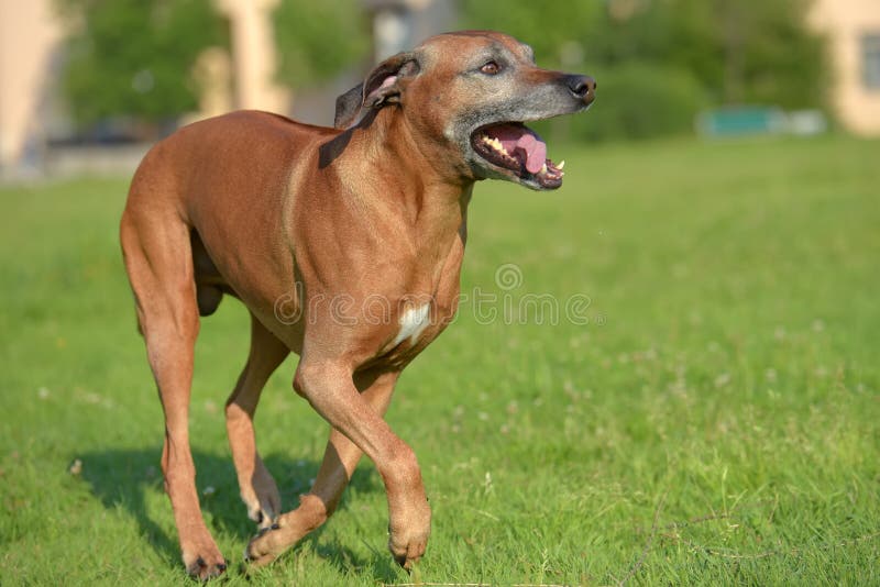 Ridgeback Rhodesian Del Perro Para Un Paseo Imagen de archivo - Imagen ...