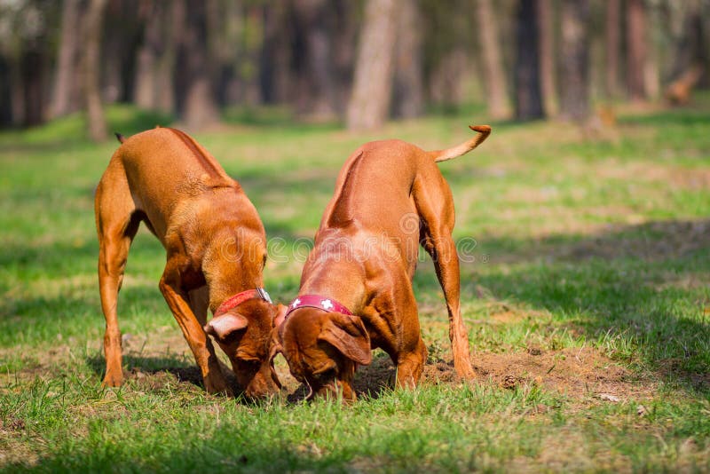 Ridgebacks di Rhodesian fotografia stock. Immagine di segugio - 102297532