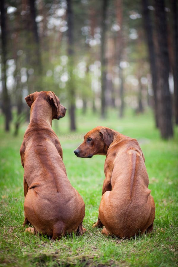 Ridgebacks di Rhodesian fotografia stock. Immagine di cresta - 102297570