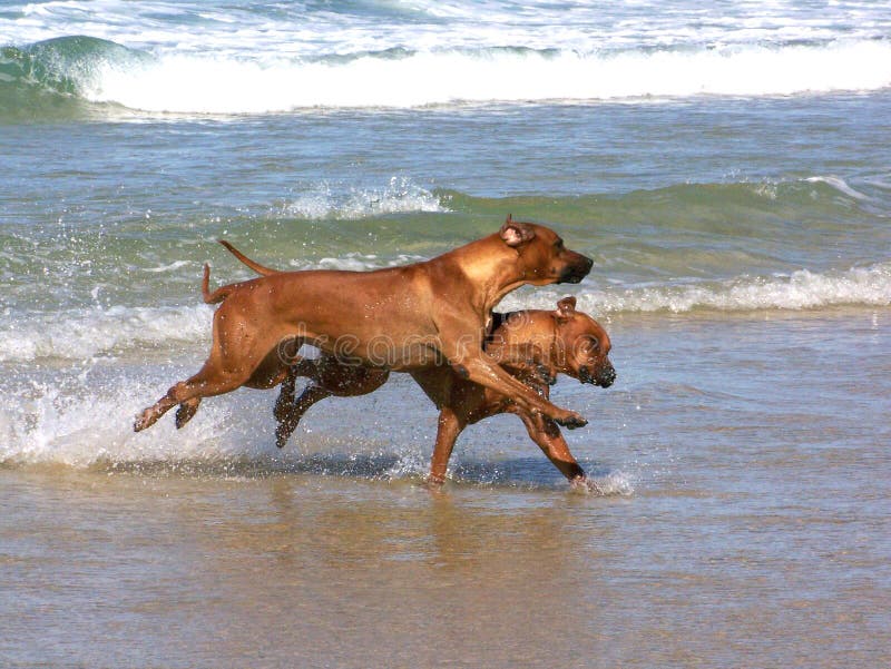 Playing Picture. Image: 18721608