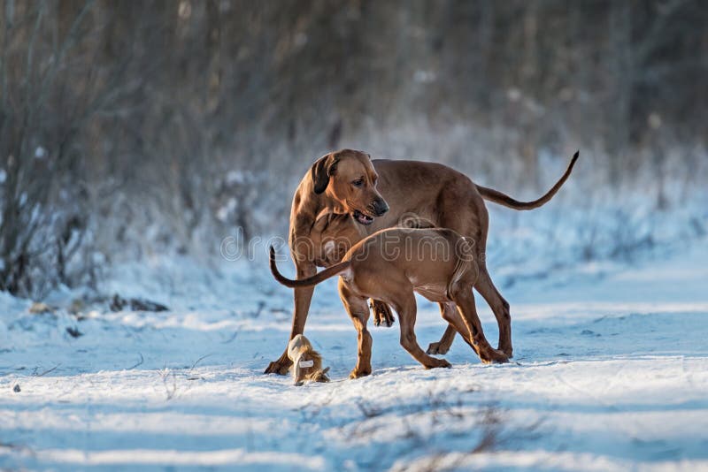 Ridgebacks on the snow stock image. Image of move, carnivore - 64879623