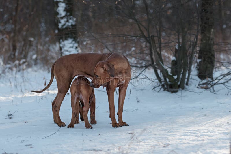 Ridgebacks on the snow stock image. Image of animal, cloud - 64879691