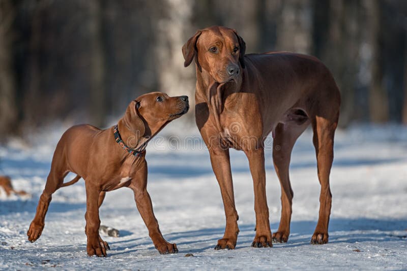 Rhodesian Landscapes Stock Photos - Free & Royalty-Free Stock Photos ...