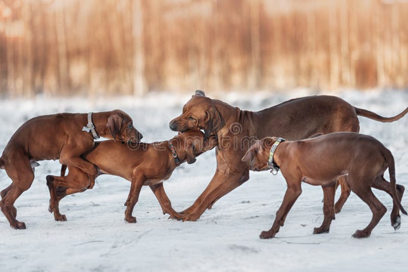 Ridgebacks on the snow stock photo. Image of landscapes - 64879938
