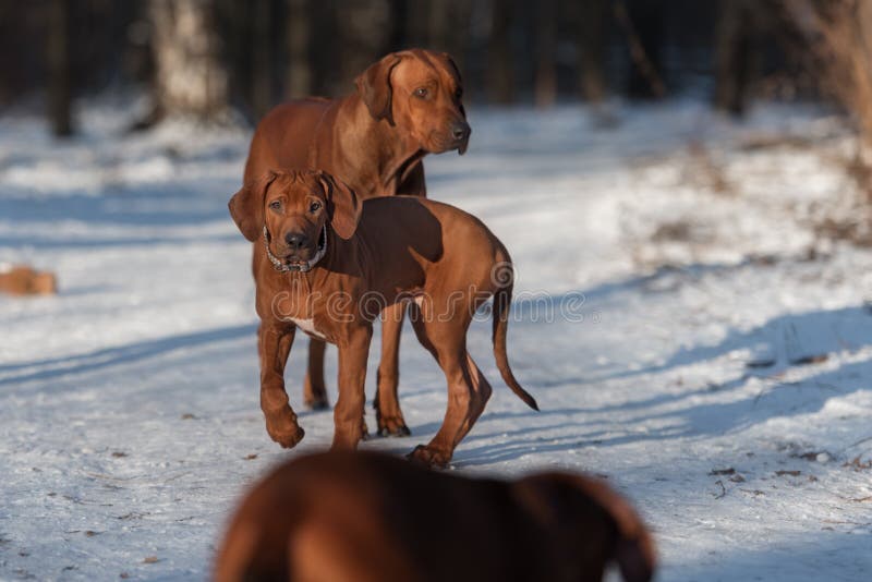 Ridgebacks on the snow stock photo. Image of head, mountain - 64879940