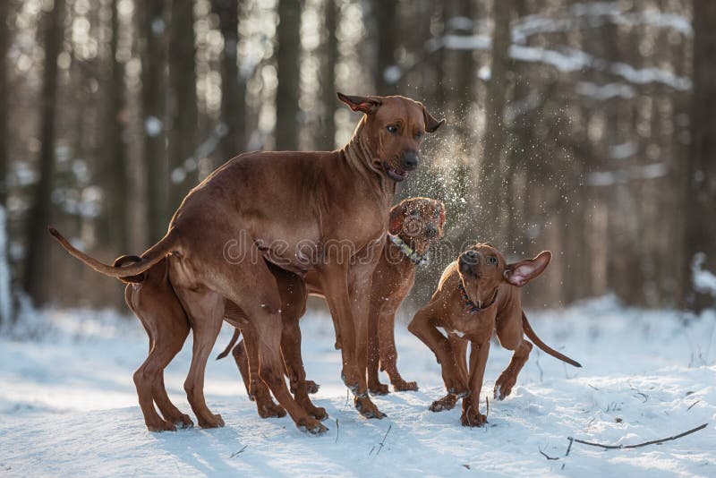 Ridgebacks on the snow stock image. Image of blue, canine - 64879975