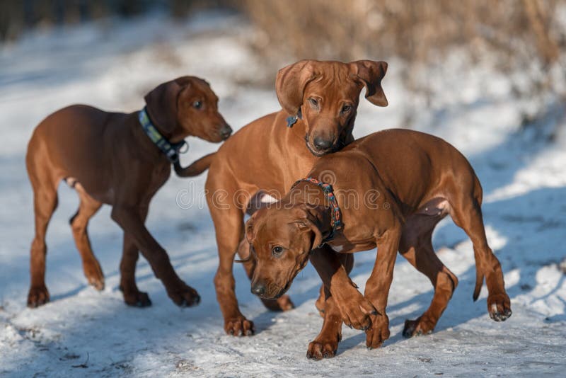 Ridgebacks on the snow stock image. Image of landscapes - 64879989