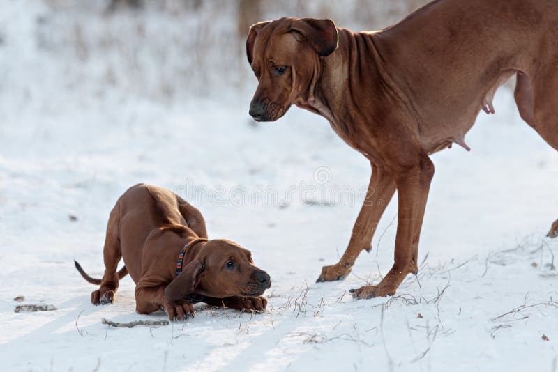 Ridgebacks on the snow stock image. Image of companion - 64880163