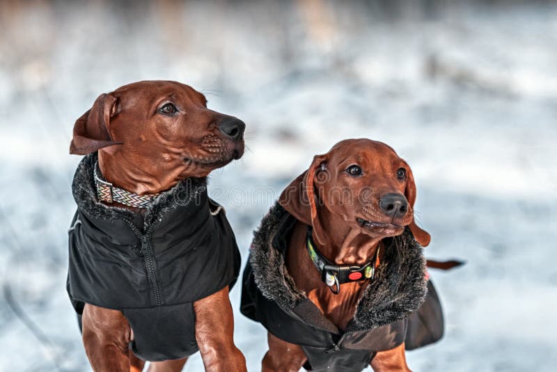 Ridgebacks on the snow stock photo. Image of move, mountain - 64880586