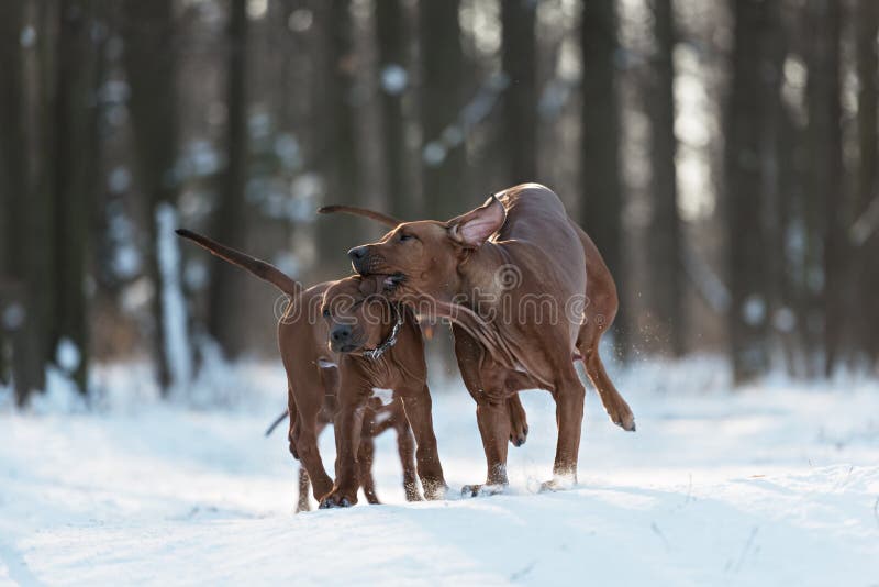 Ridgebacks on the snow stock photo. Image of dogs, outdoor - 64880648