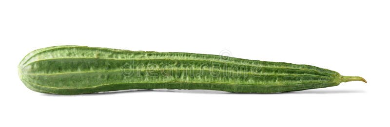 Ridged Gourd Luffa Acutangula Oyong Stock Image - Image of green ...