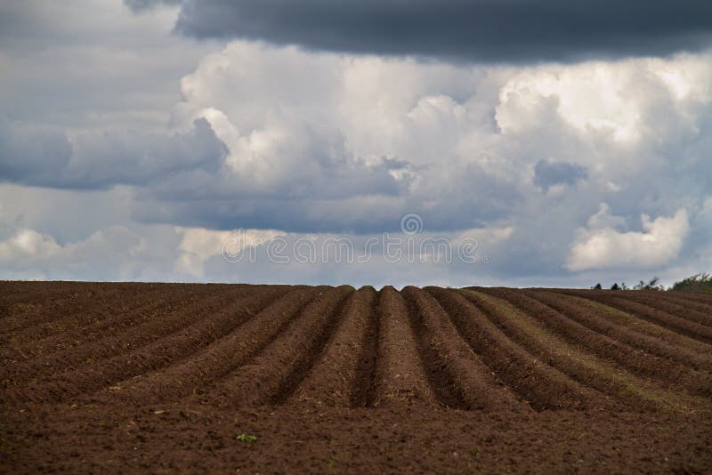 Ridges and Furrows in a Potato Field Stock Photo - Image of cultivated ...