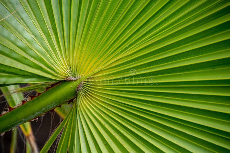 Close Up of Palm Tree Leaf Ridges Stock Photo - Image of outdoors ...