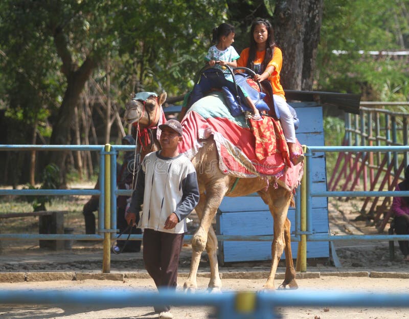 Riding camel editorial image. Image of asia, desert, newborn - 31885625