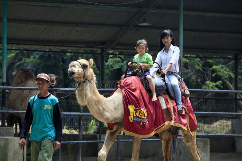 Riding camel editorial stock image. Image of tourists - 76566664