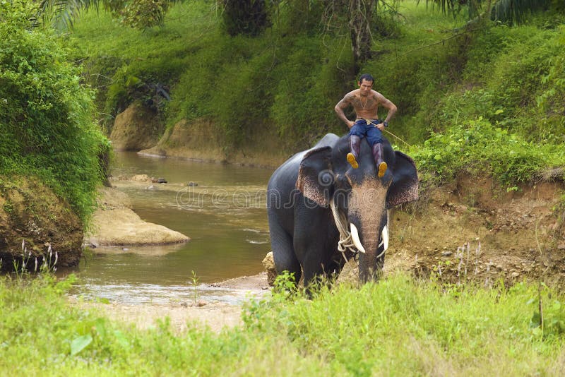 Riding an elephant editorial photography. Image of asia - 132433007