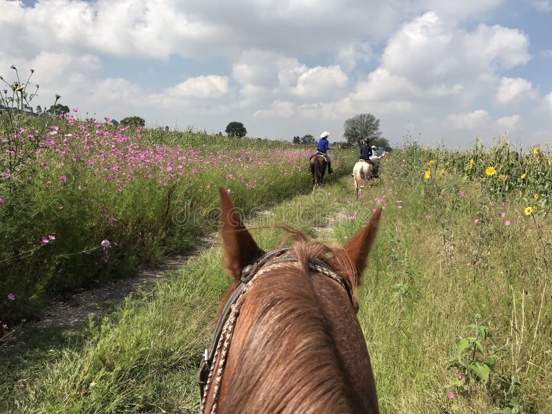 A View from Horseback editorial image. Image of field - 114442415