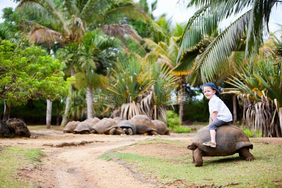 Riding Giant Turtle stock image. Image of handsome, slow - 10735711