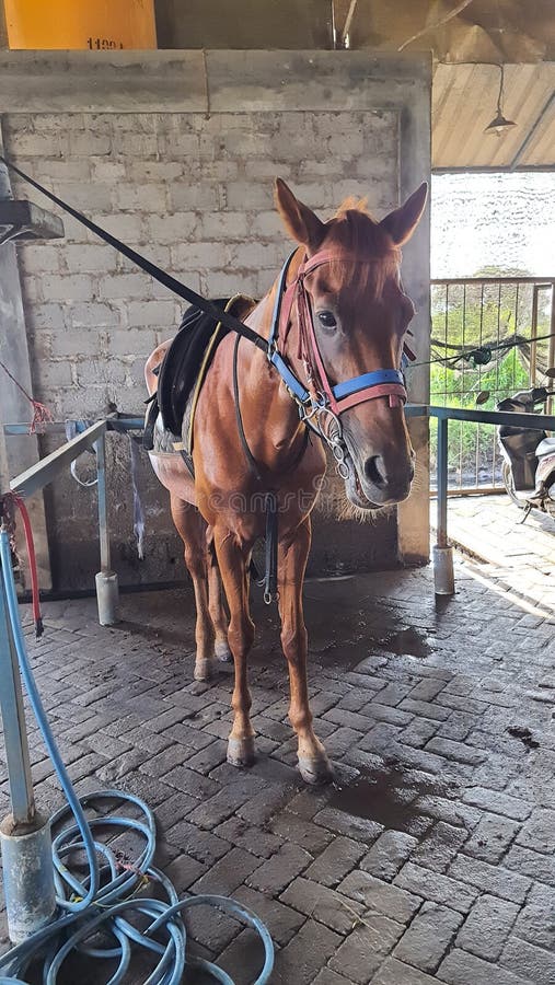 Riding Horse for Equestrian Practice Stock Image - Image of equestrian ...