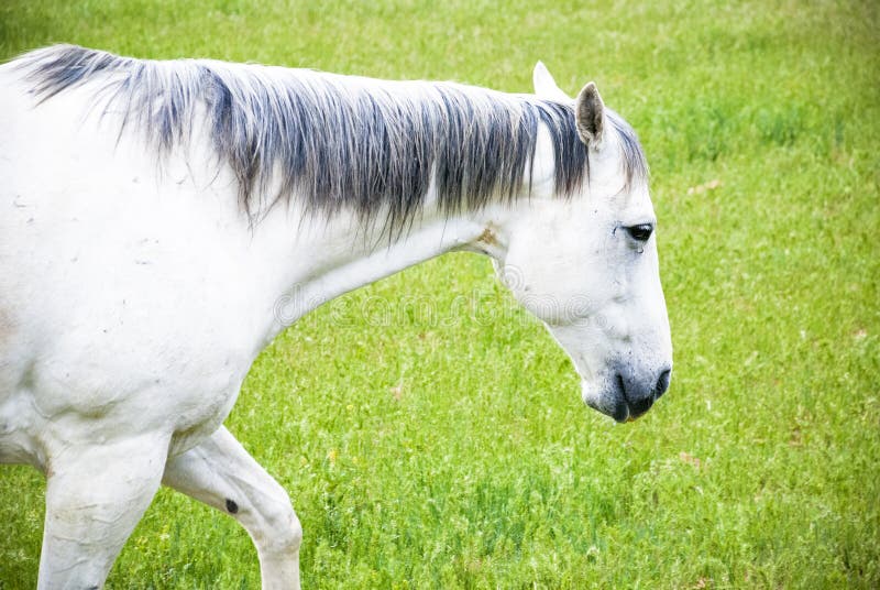 Riding Horse in a Farm Pasture of Grass Stock Photo - Image of walking ...