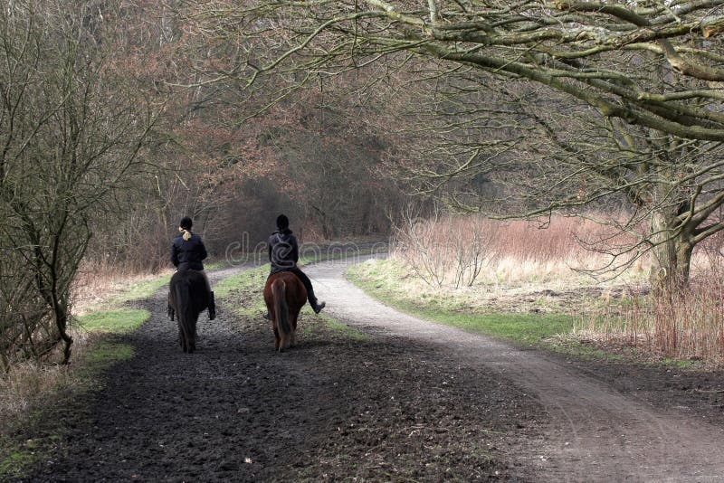 Riding Horse in a Forest in Denmark Editorial Photography - Image of ...