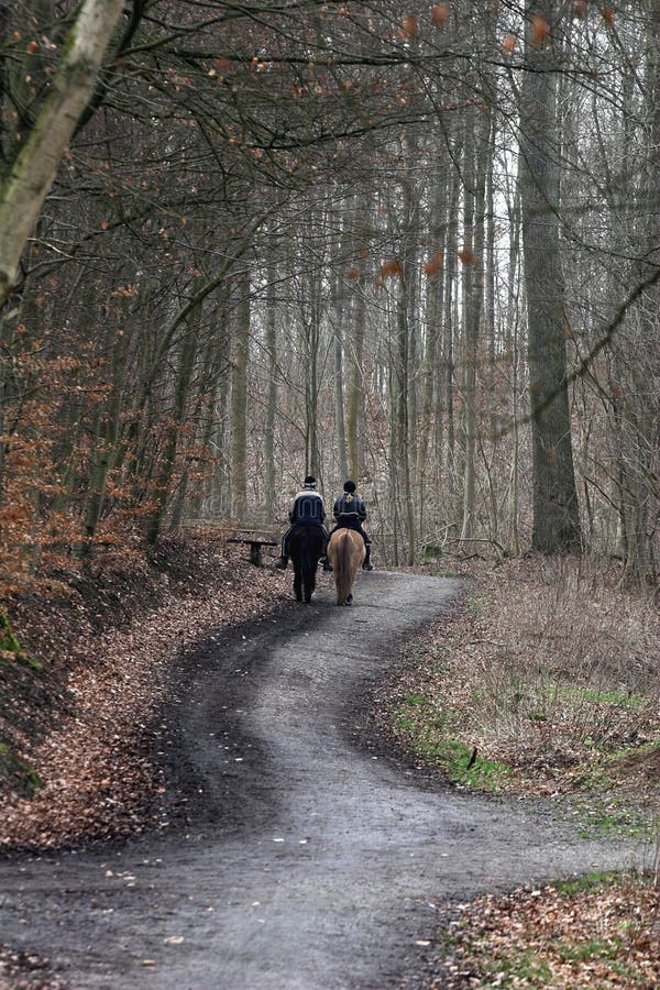 Riding Horse in a Forest in Denmark Editorial Image - Image of autumn ...