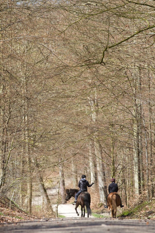 Riding Horse in a Forest in Denmark Stock Image - Image of rider ...