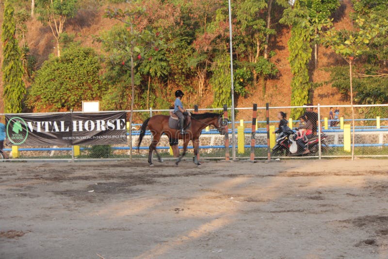Riding practice editorial stock photo. Image of horse - 137394688