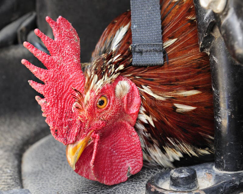 Riding Rooster stock image. Image of yellow, rooster - 69860209