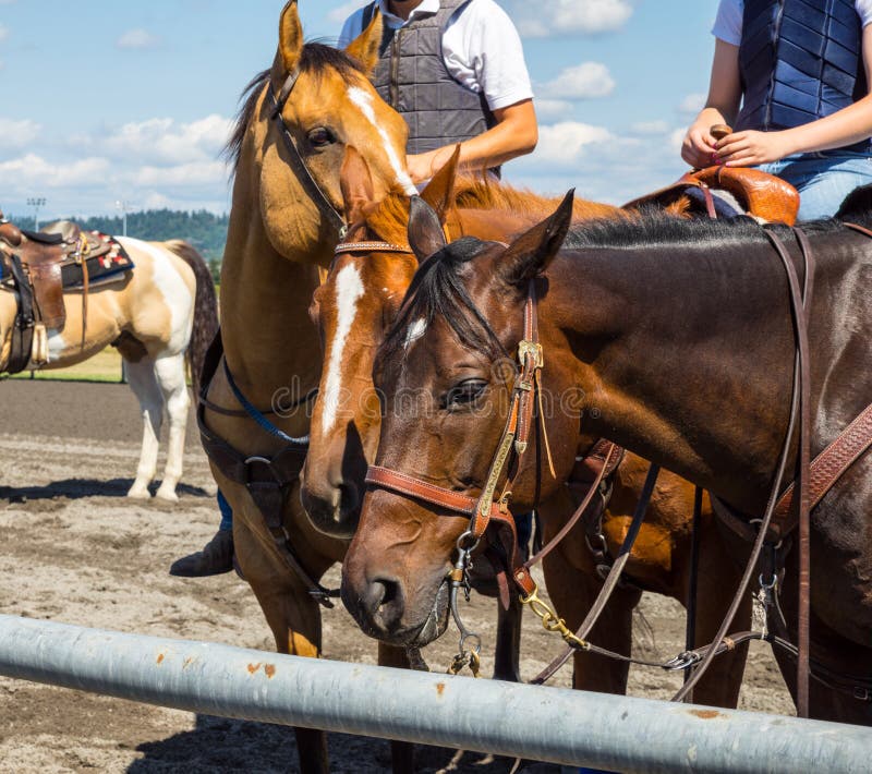 Riding saddled horses stock photo. Image of countryside - 61312170