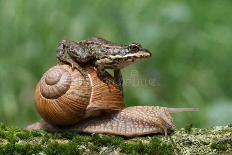 1,580 Shell Worm Stock Photos - Free & Royalty-Free Stock Photos from ...