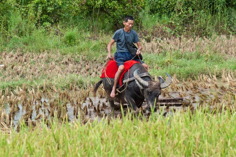 Riding the water buffalo editorial photography. Image of rice - 21038437
