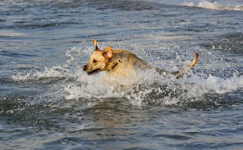 Riding the wave stock photo. Image of pond, jumping, outdoor - 36747742