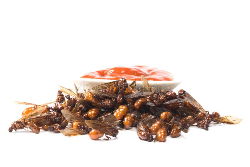 Ried Ant - Fried Subterranean Ants Stock Image - Image of food, meal ...