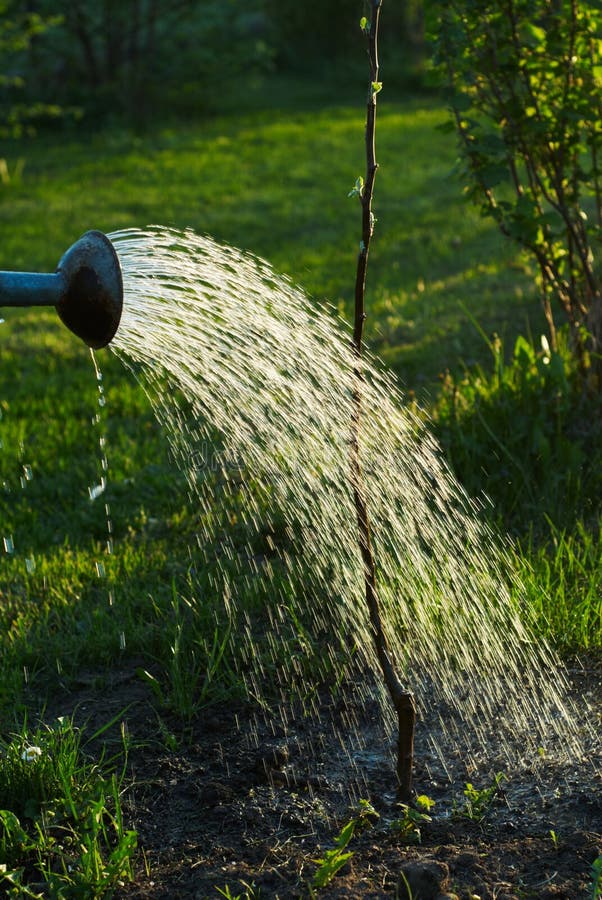 Riego de la planta imagen de archivo. Imagen de crezca - 25264293