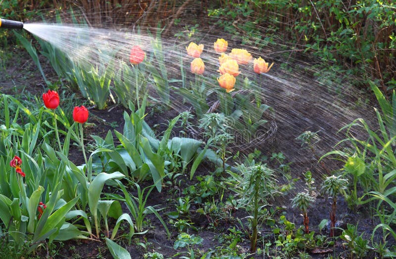 Riego de las plantas imagen de archivo. Imagen de planta - 33603313