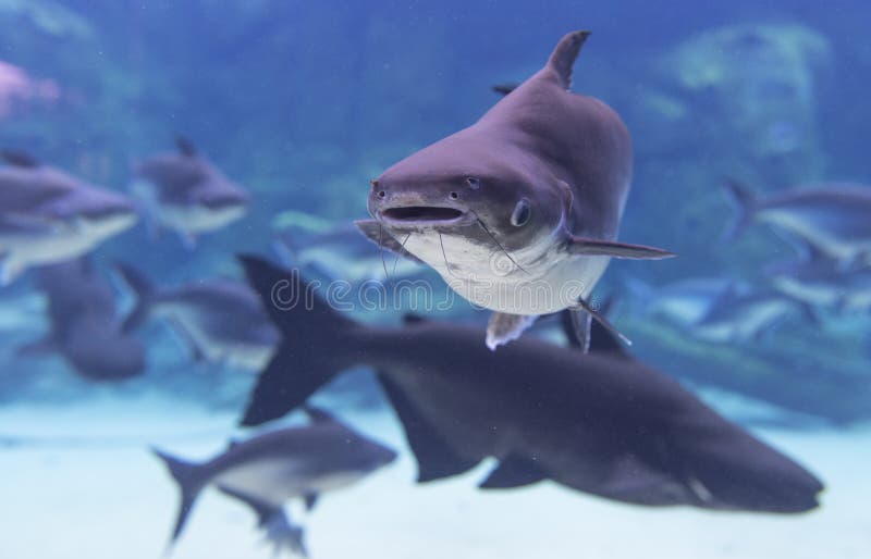 Der Mekong-Riesenwels stockbild. Bild von exotisch, fischen - 94832291