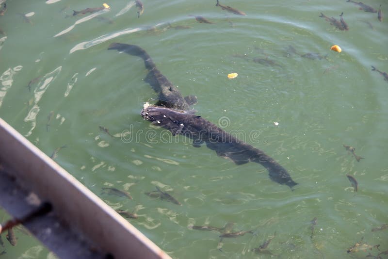Riesenwelse, Chornobyl-Zone Stockbild - Bild von abkühlen, kranz: 77190113
