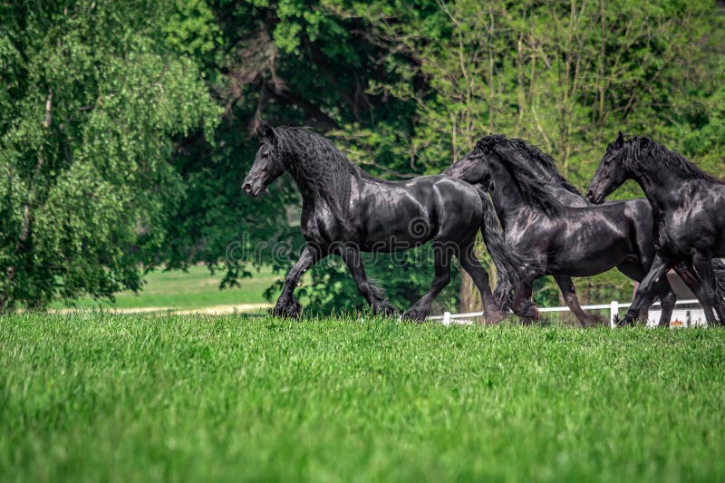 Galloping Herd of Friesian Mares Stock Image - Image of beautiful, blue ...