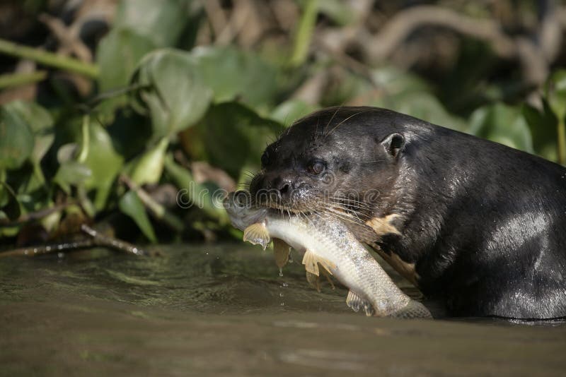 Riesig-Flussotter, Pteronura-brasiliensis Stockfoto - Bild von amerika ...