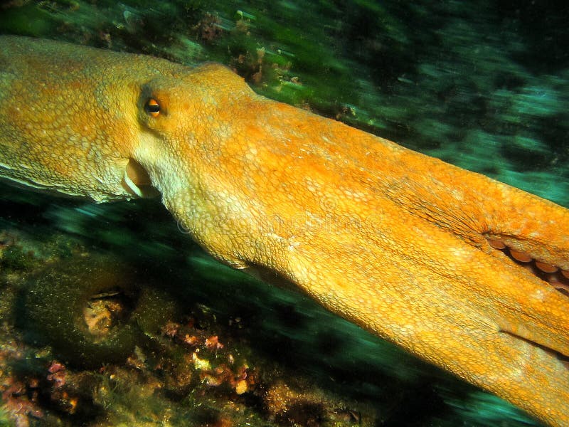 Kalmar, Der Eine Krake In Angriff Nimmt Stockfoto - Bild von wild ...