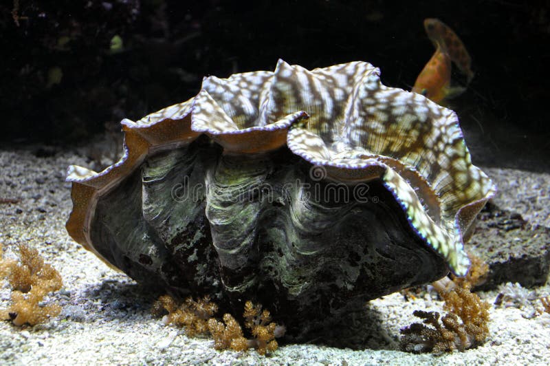 Riesenmuscheln/Tridacna Gigas Stockfoto - Bild von riesig, riff: 34535562