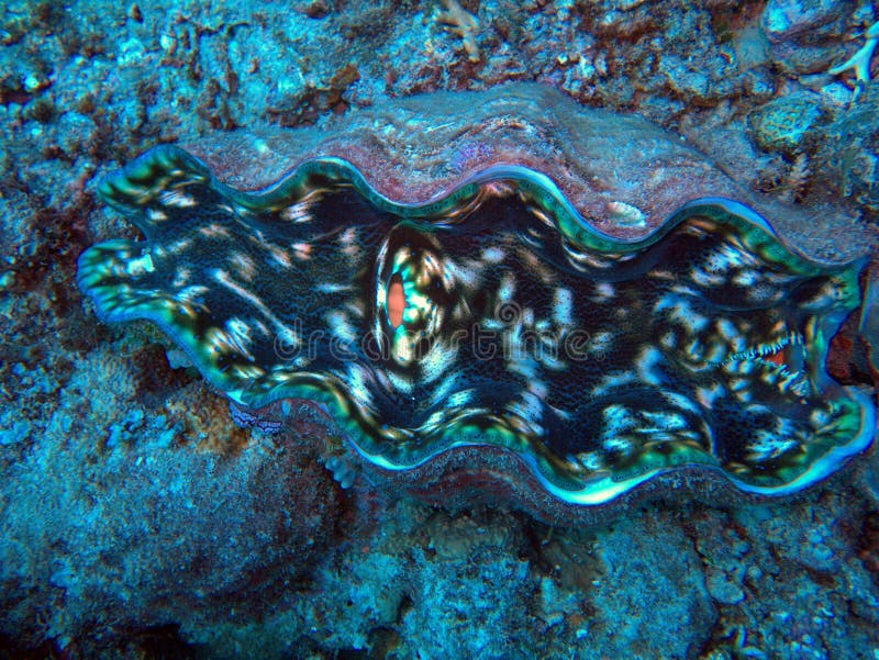 Riesige Muschel Unter Dem Wasser Stockfoto - Bild von ozean, tier: 20263754