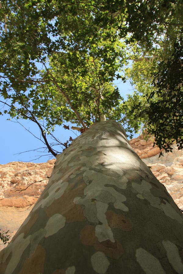 Riesige Platanen-Bäume in Arizona Stockbild - Bild von baum, klippe ...