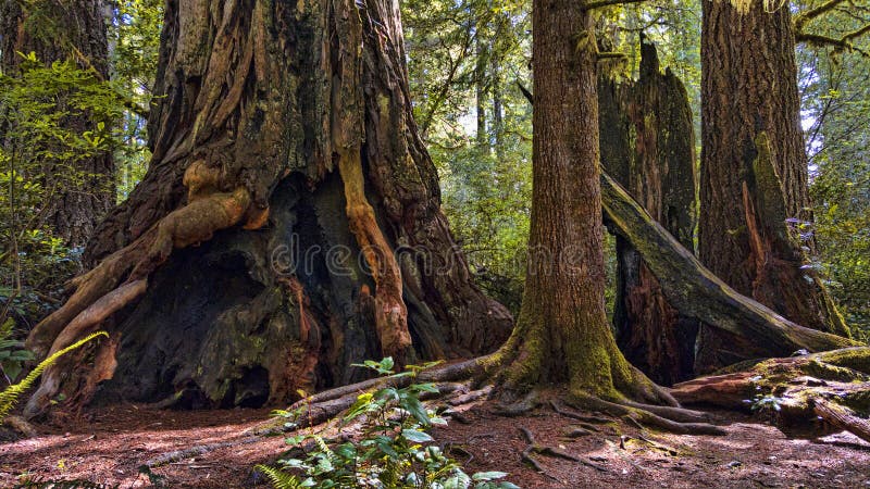 Riesiges Rotholz in Einem Wald. Stockbild - Bild von rothölzer, waldung ...
