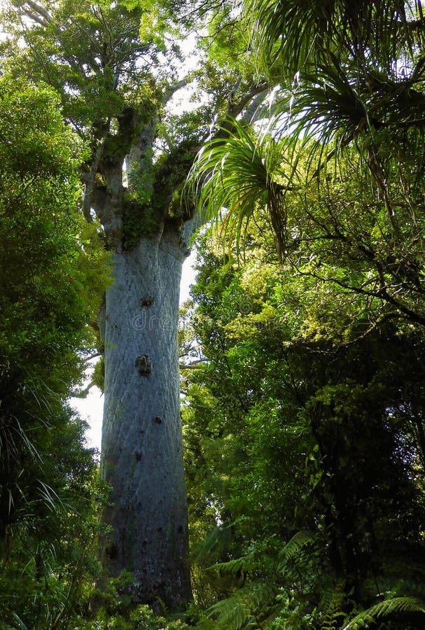 Tane Mahuta, Auch Lord Des Waldes Genannt, Ist Ein Riesiger Kauri-Baum ...