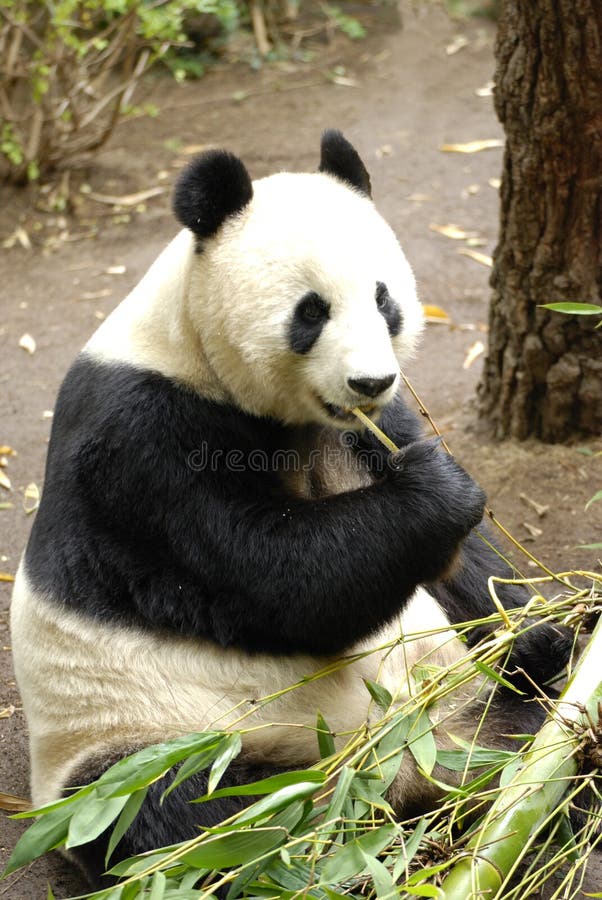 Großer Panda, Der Bambus, Chengdu, China Isst Stockfoto - Bild von nave ...