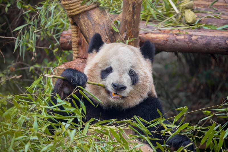 Roter Panda, Der Bambus Isst Stockbild - Bild von tier, hintergrund ...