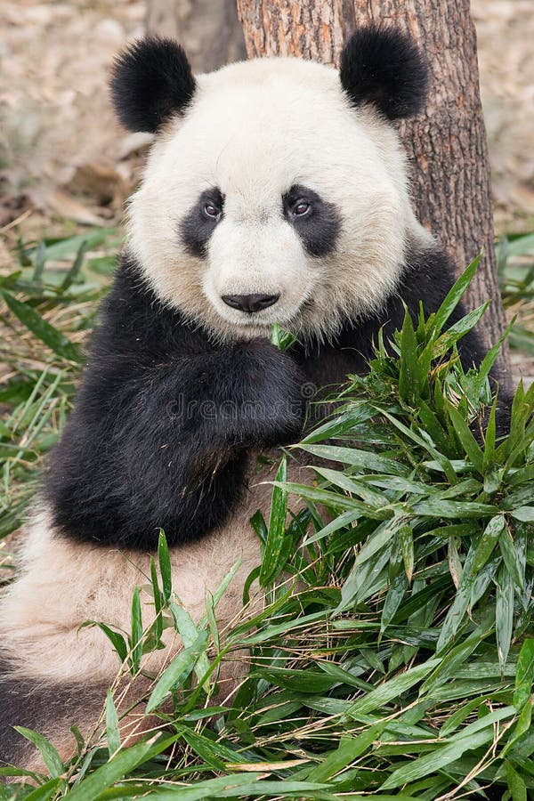 Riesige Pandas Genießen Es, Bambus Zu Essen Stockfoto - Bild von osten ...